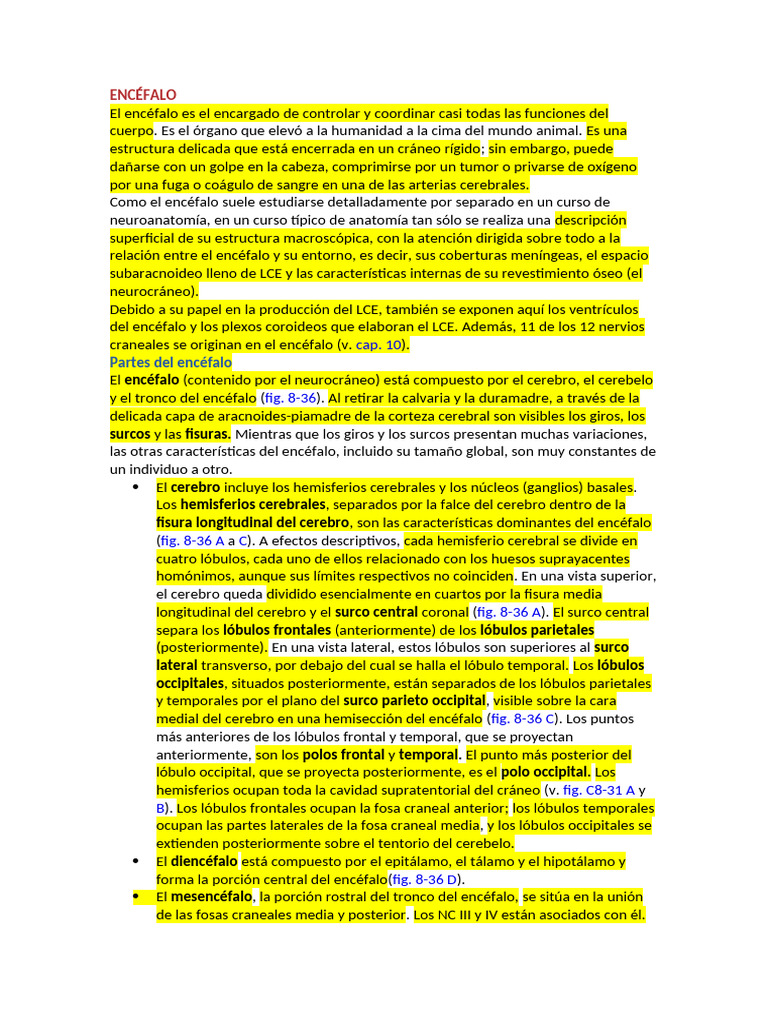 ENCÉFALO | PDF