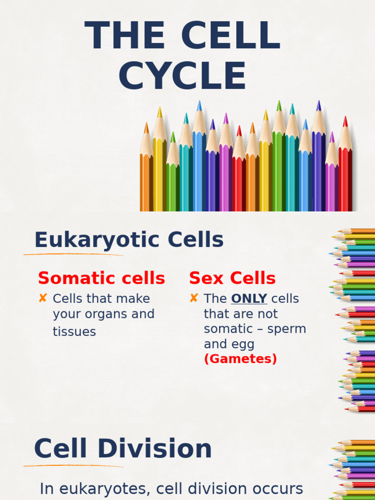 The Cell Cycle Lesson 6 New | PDF