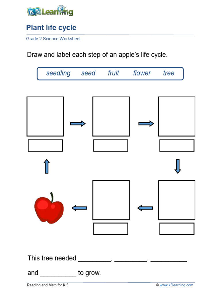 Grade 2 Plant Life Cycle B | PDF