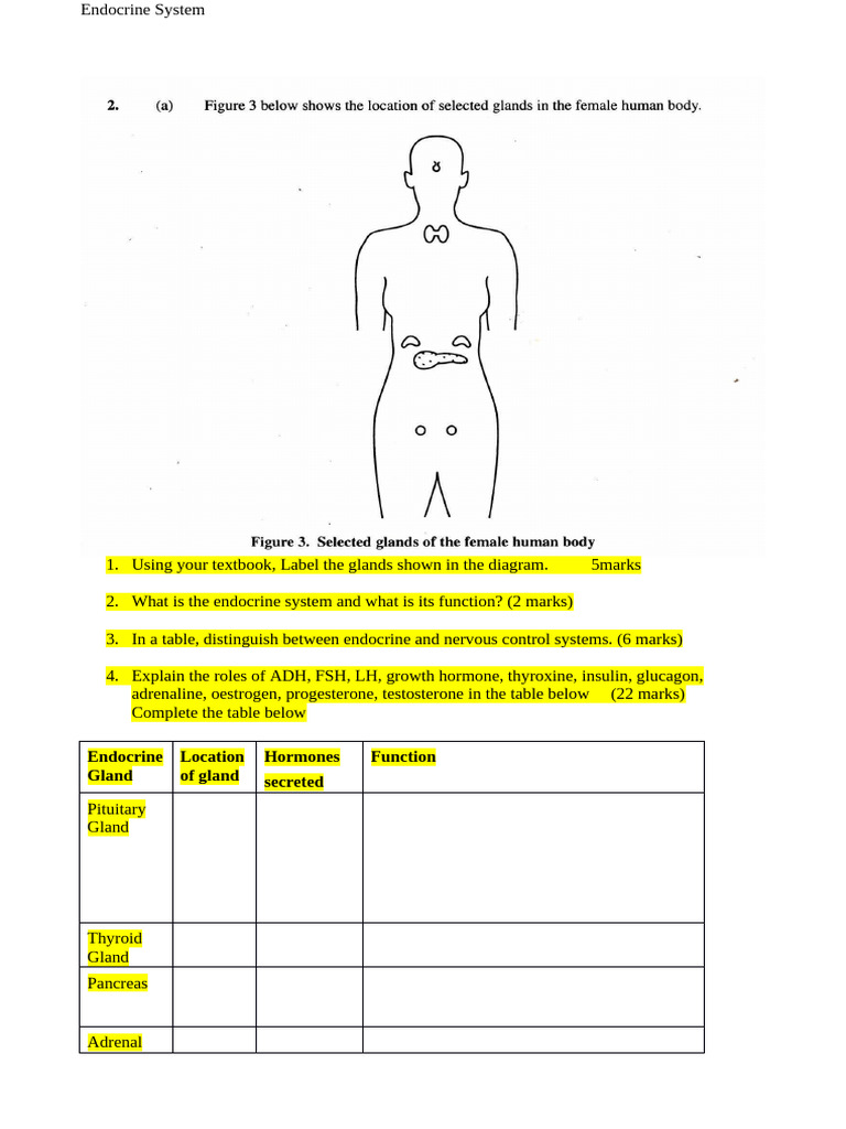 Endocrine System Worksheet | PDF