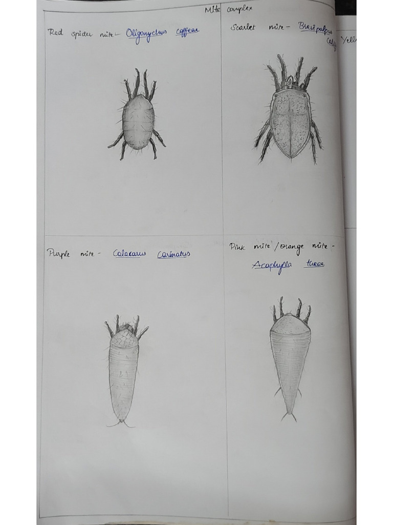 Ento Ex10 Part2 | PDF