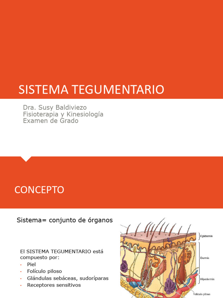 Tejido Tegumentario | PDF | Piel | Sistema tegumentario