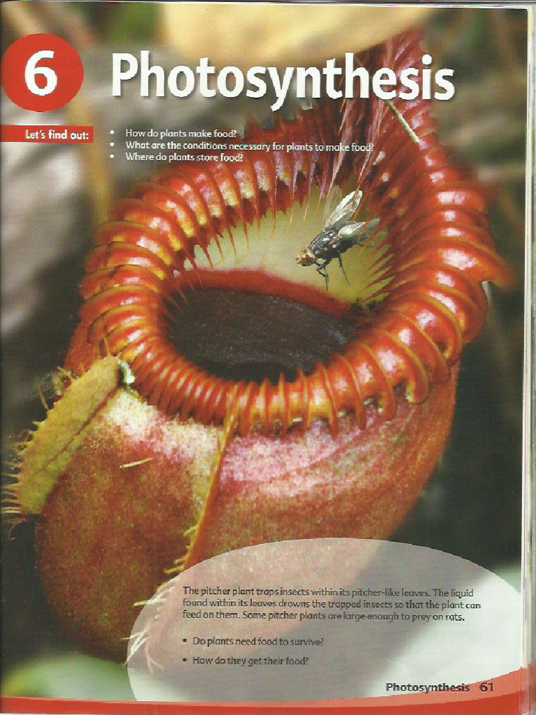 Pri 5 - Science - Chap 6 - 7 | PDF