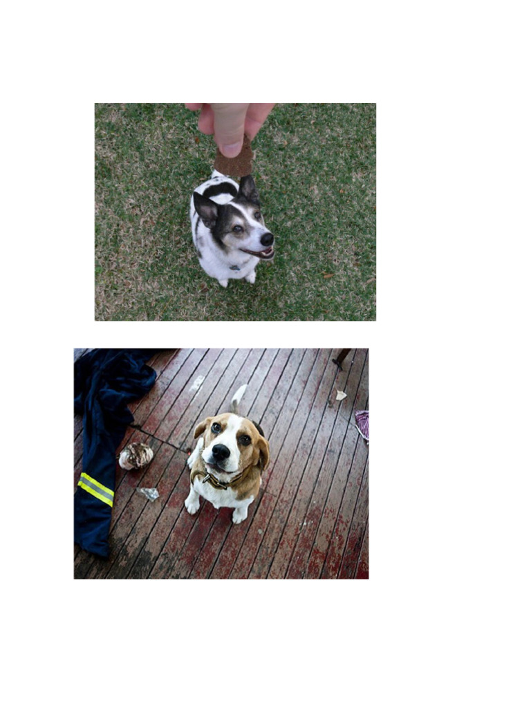 Foto Picado | PDF