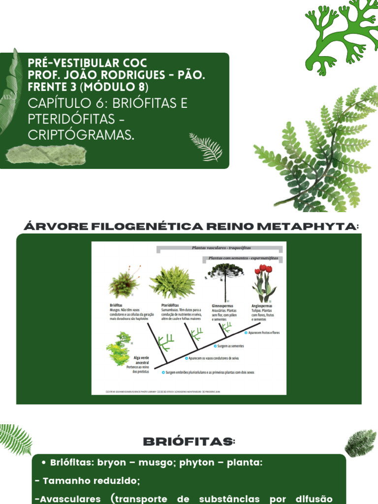 REINO METAPHYTA - PRÉ-VESTIBULAR Biologia | PDF