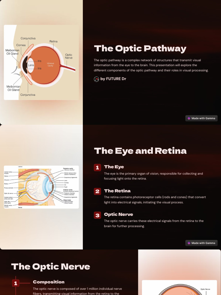 The Optic Pathway | PDF