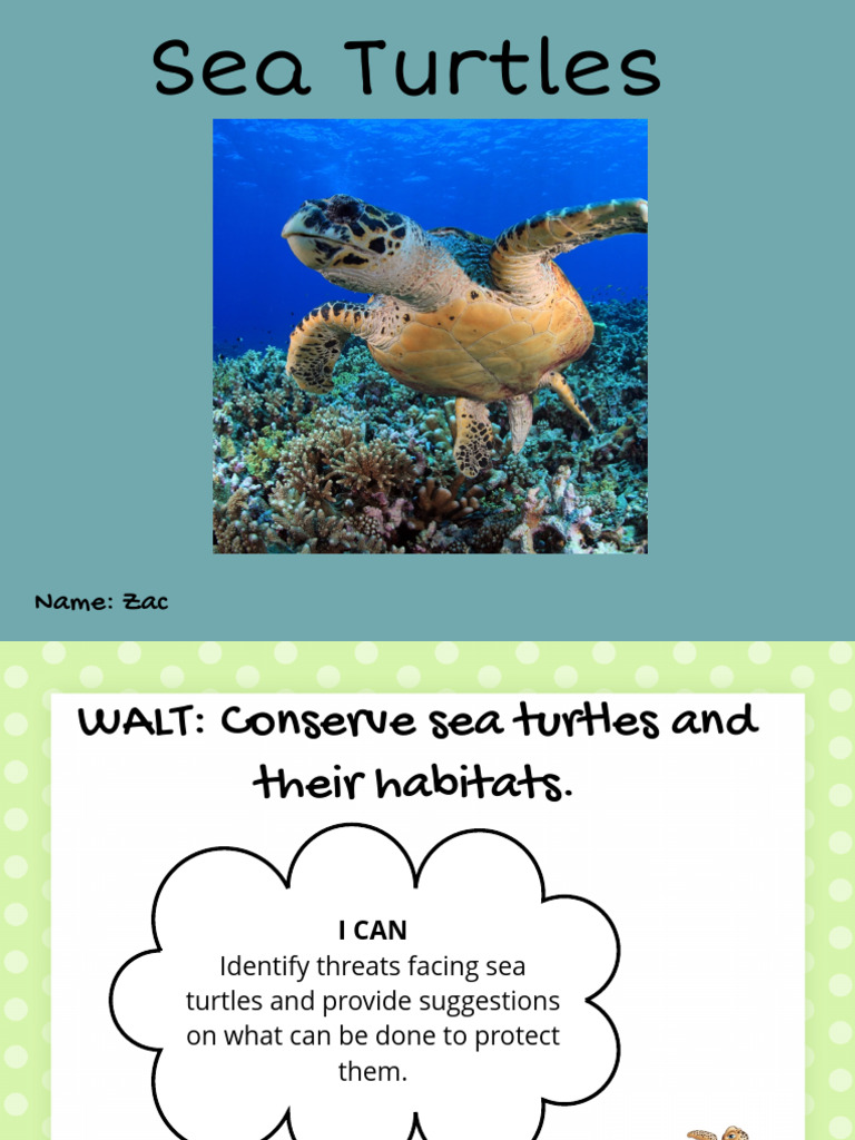 Marine Turtles | PDF