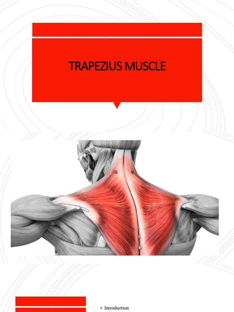 Trapezius | PDF