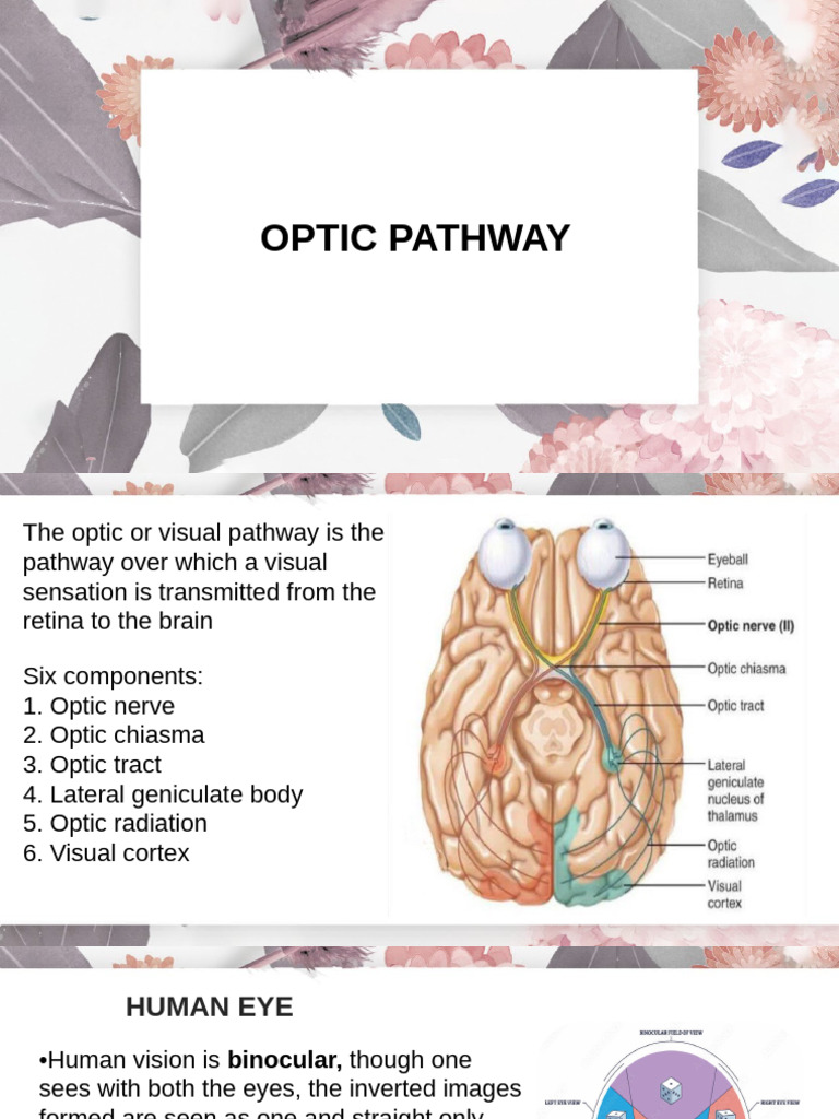 Optic Pathway | PDF