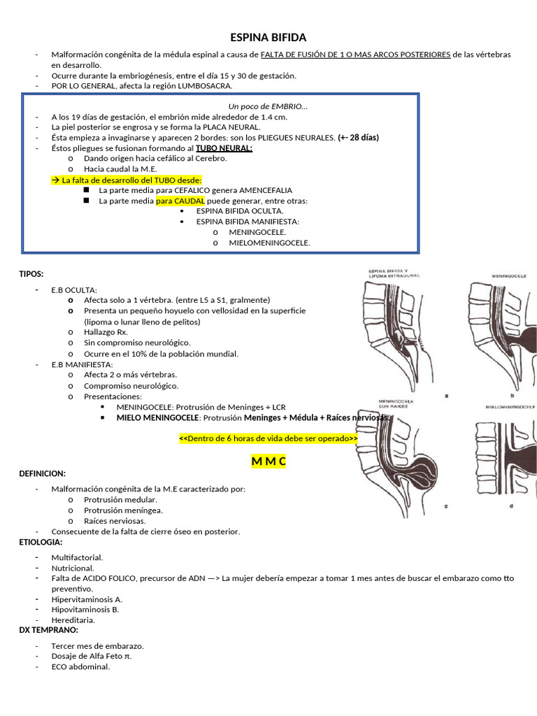 Resumen Completo Espina Bifida | PDF