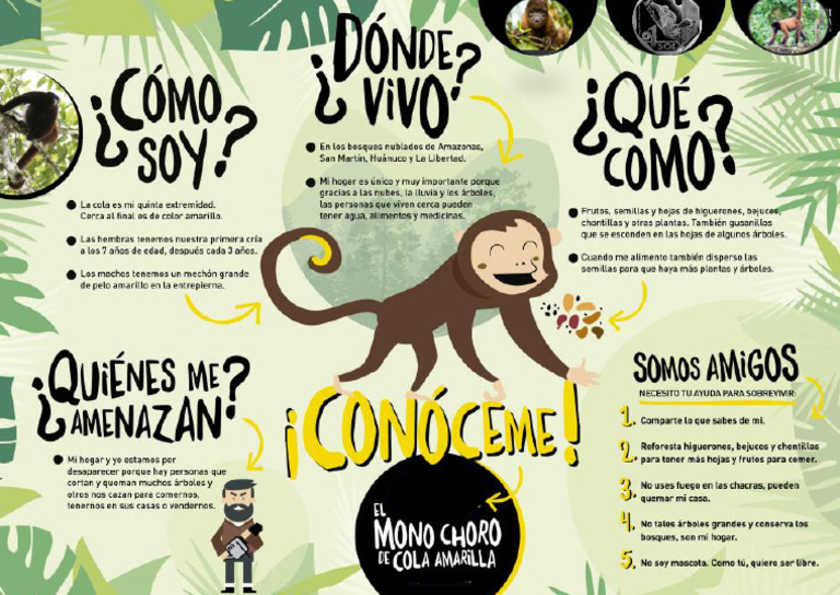 Mono Cola Amarilla | PDF