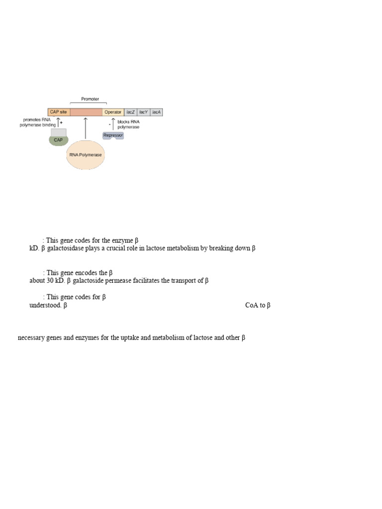 Unit 4 Mol Bio | PDF | Operon | Science & Mathematics