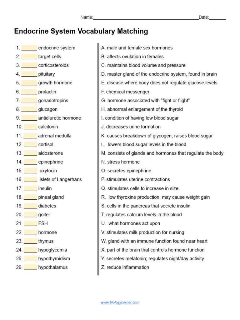 Endocrine System Vocabulary (Matching) | PDF