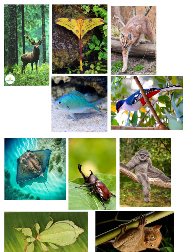 Field Journal Animals | PDF