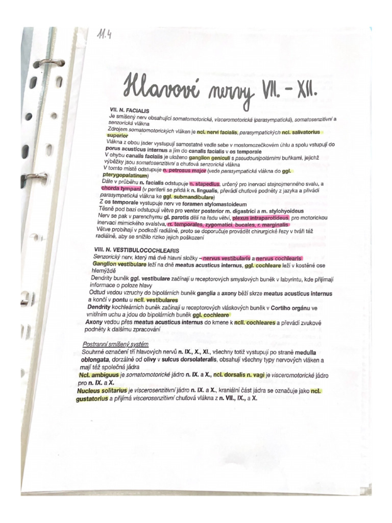 Vii. N. Facialis | PDF
