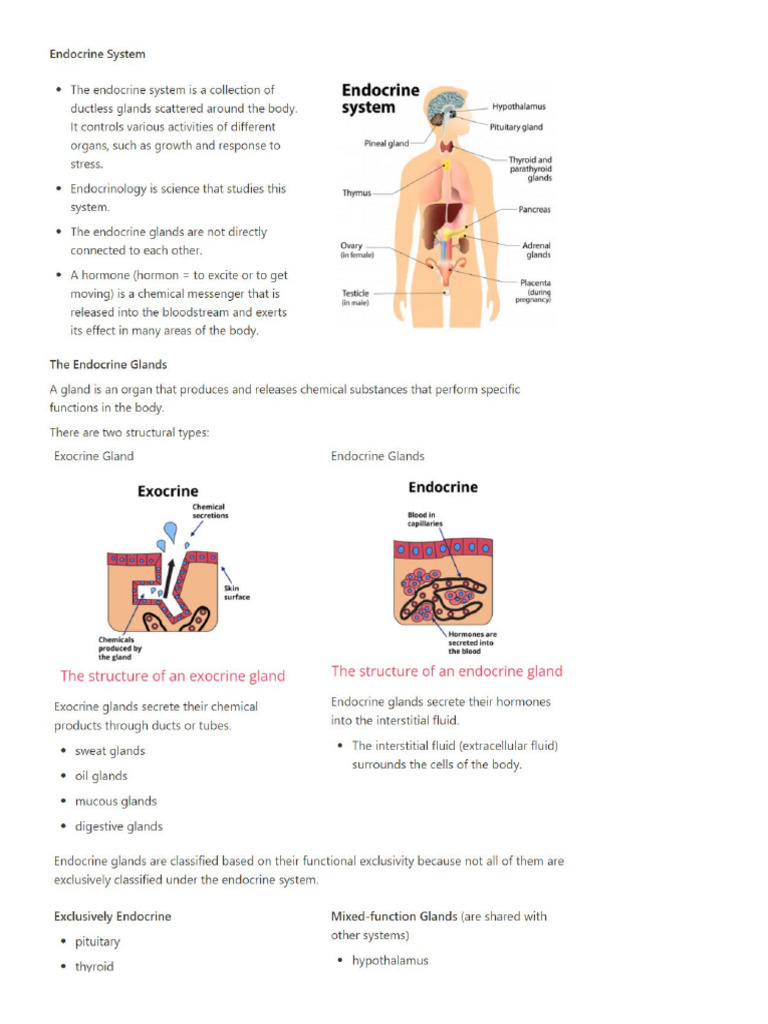 The Endocrine System Notes | PDF