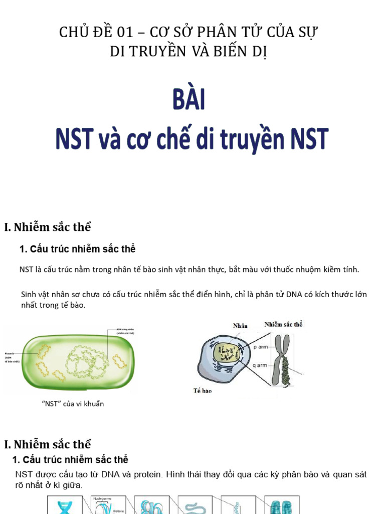Bài 5- Nhiễm sắc thể và cơ chế di truyền NST | PDF
