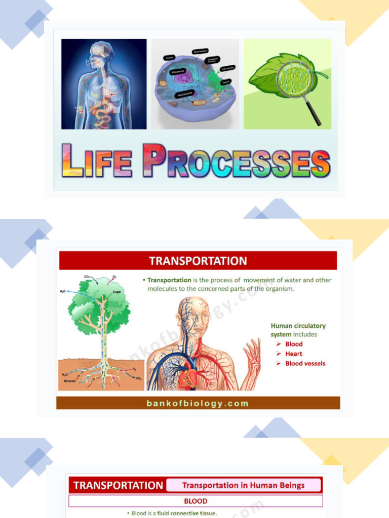 Life Processes | PDF