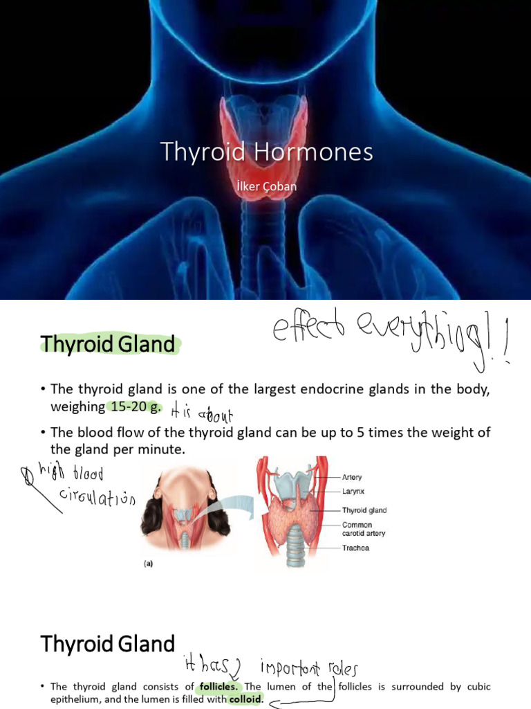 Thyroid Hormones | PDF