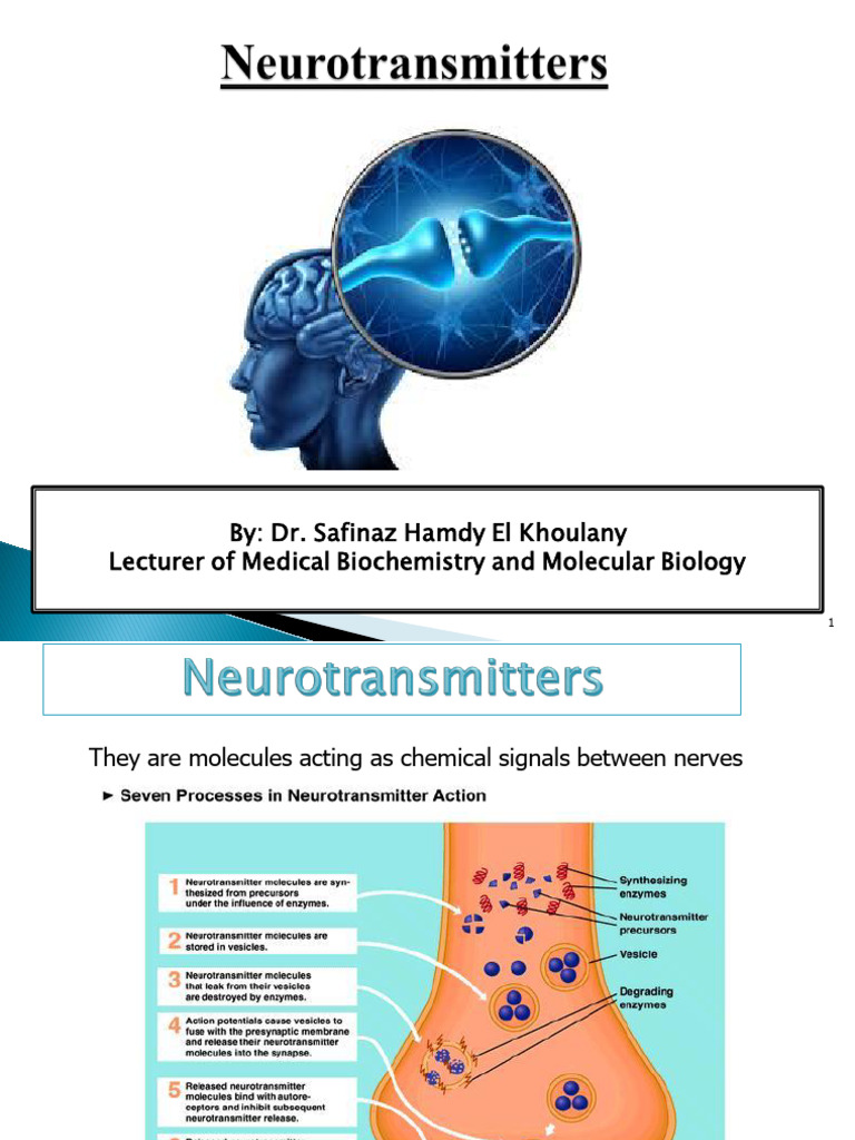 2024 Neurotransmitters | PDF