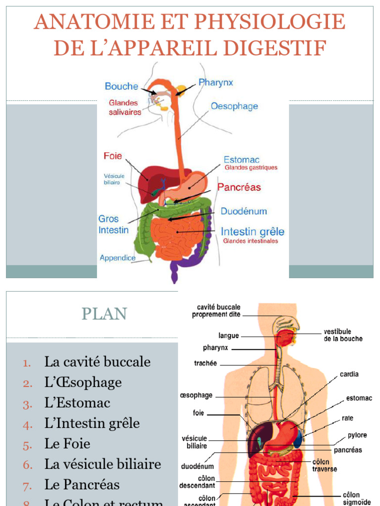 Anatomie de L'appareil Digestif | PDF