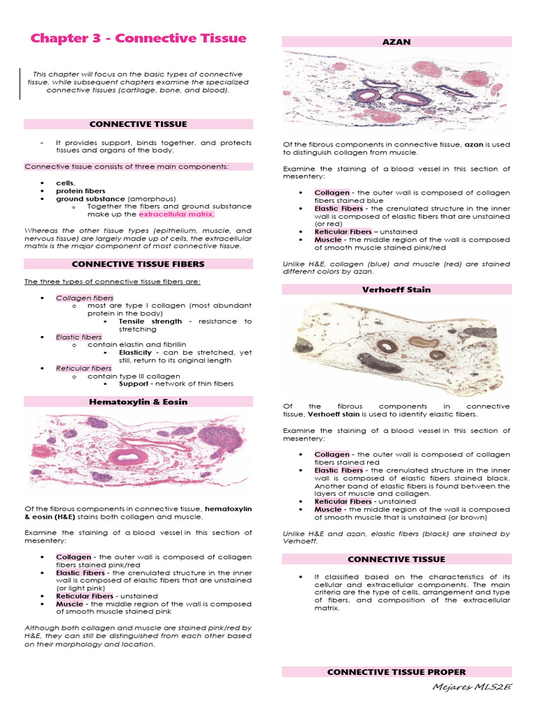 Connective Tissue Histology Lab | PDF | Connective Tissue | Tissue ...