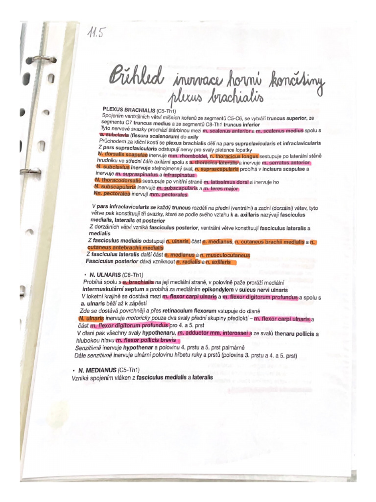 Inervace Horní Končetiny | PDF