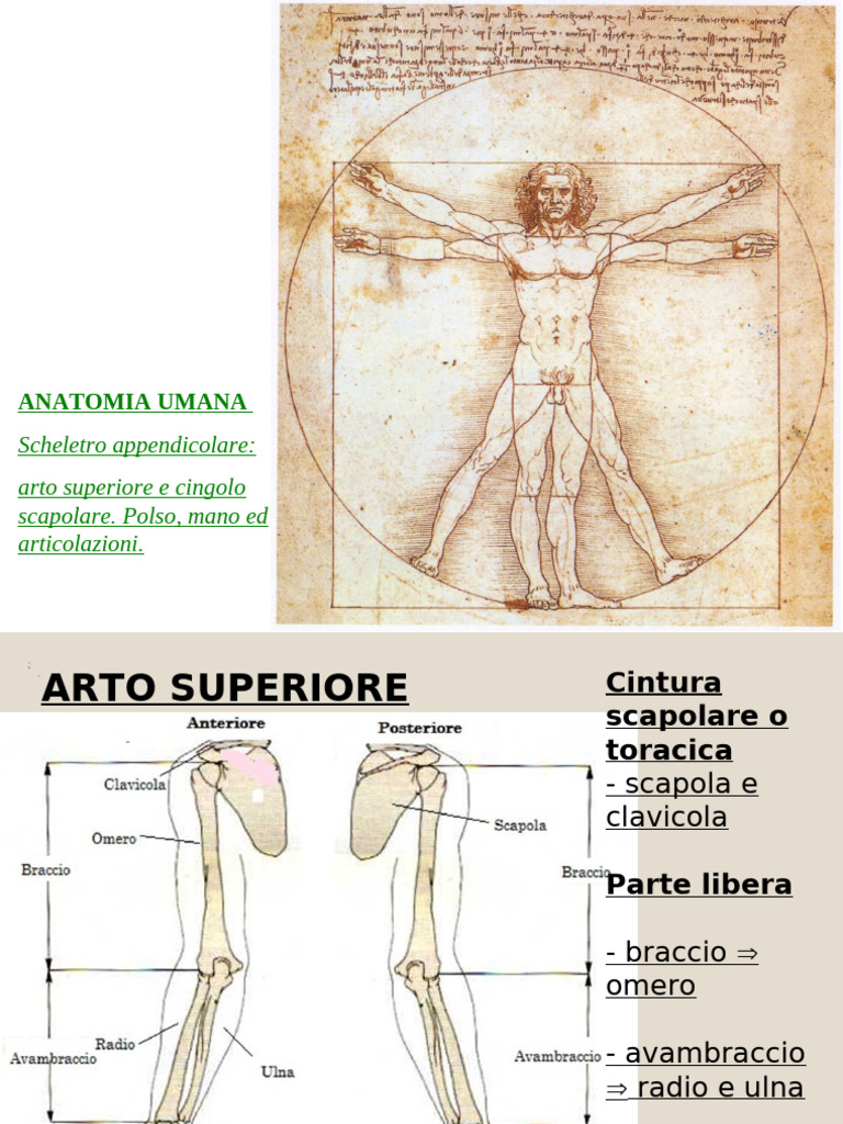 Scheletro Appendicolare e Cingolo Scapolare. Polso Mano Ed Articolazioni | PDF