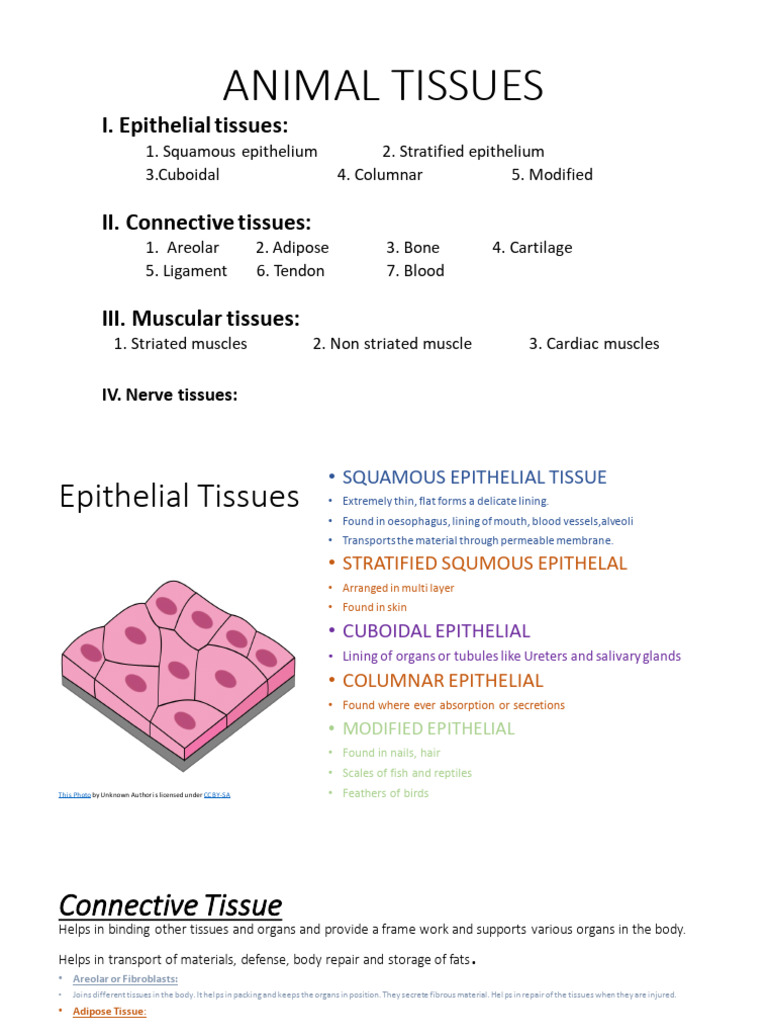 ANIMAL TISSUES | PDF