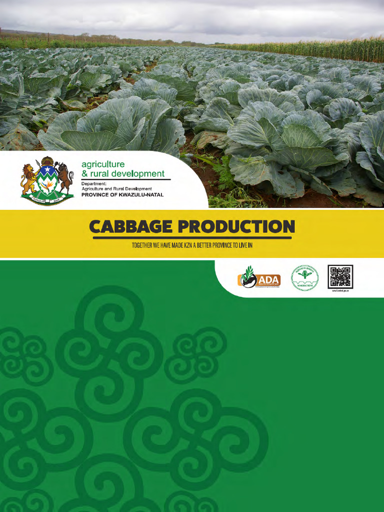 CabbageCompE A4.cdr | PDF