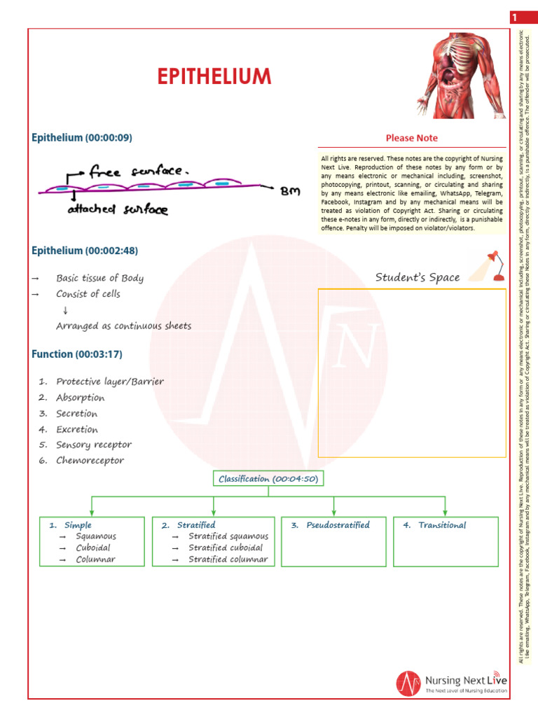 3242) Handwritten Notes Histology Epithelium Note | PDF