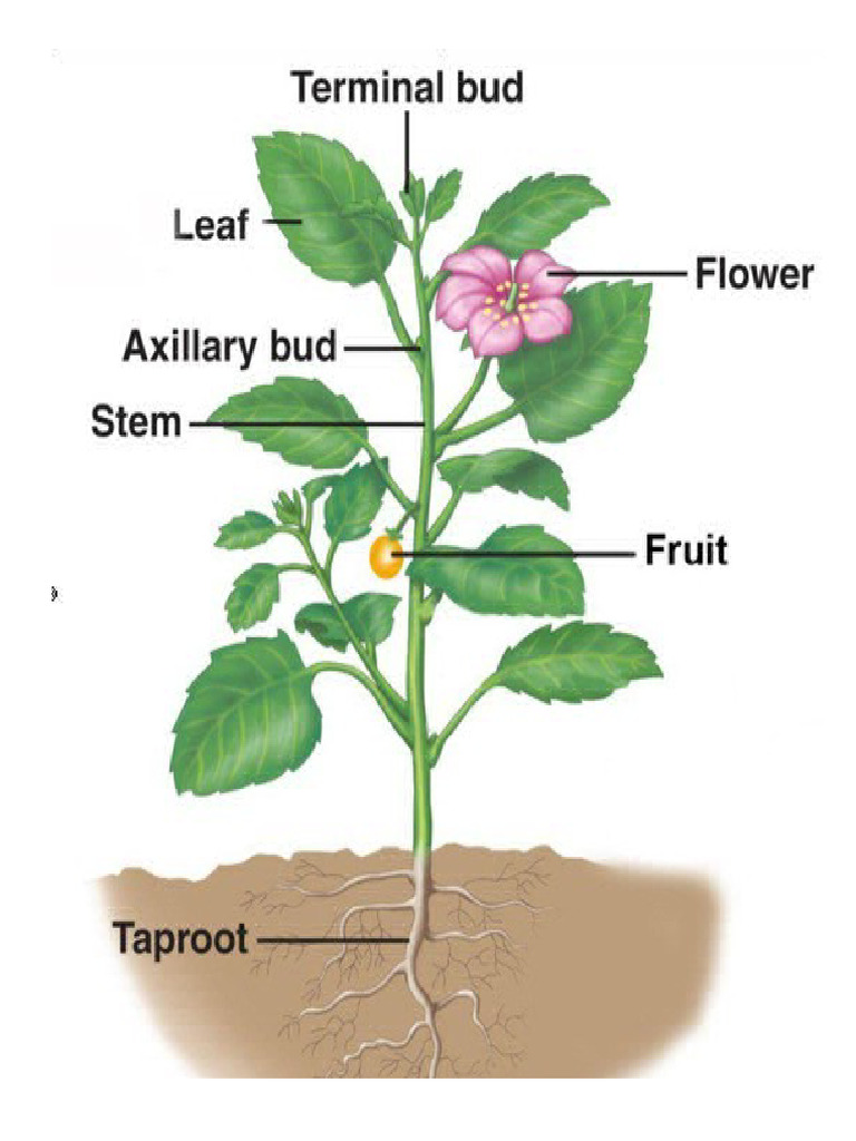 Parts of A Plant | PDF