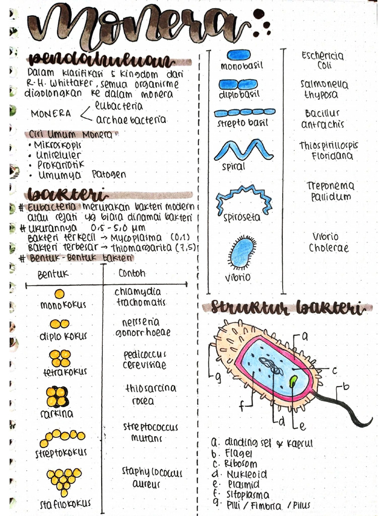 Monera Kelas 10 | PDF