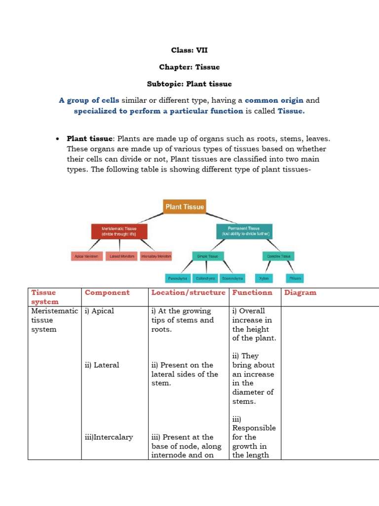 file 1 bio7_lesson1_chapter1_plant tissue | PDF