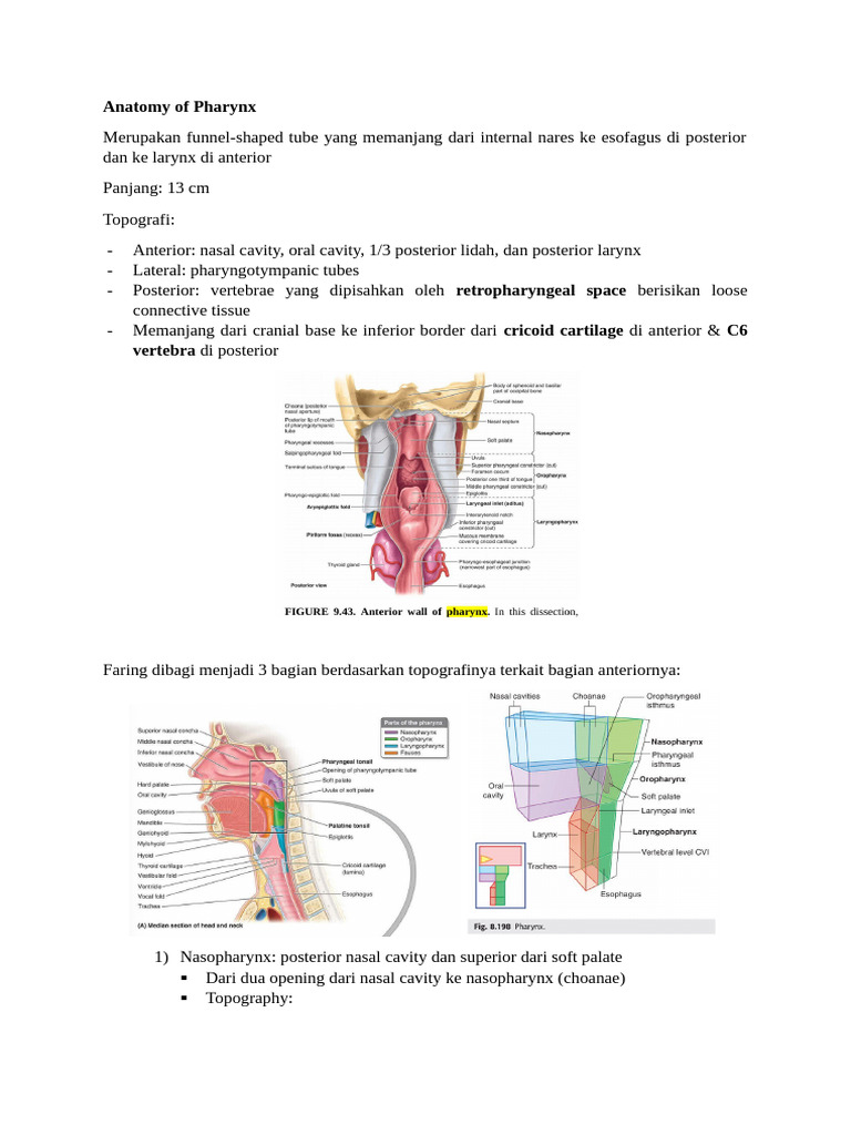 Anatomy Pharynx & Lymph Node in Neck | PDF