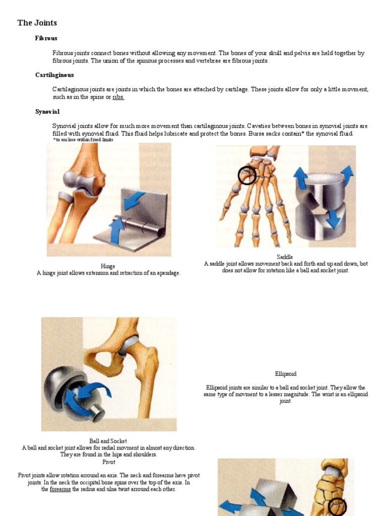 Form Of Pivot Joint Synovial Joints