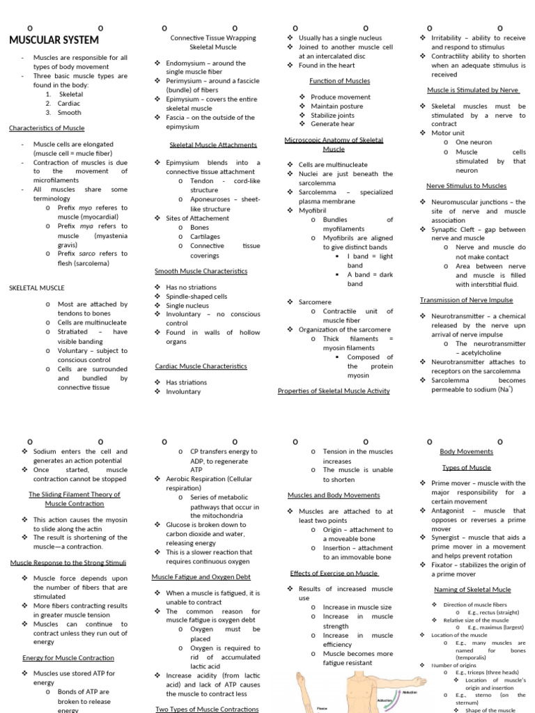 AnaPhy-Muscular-System | PDF