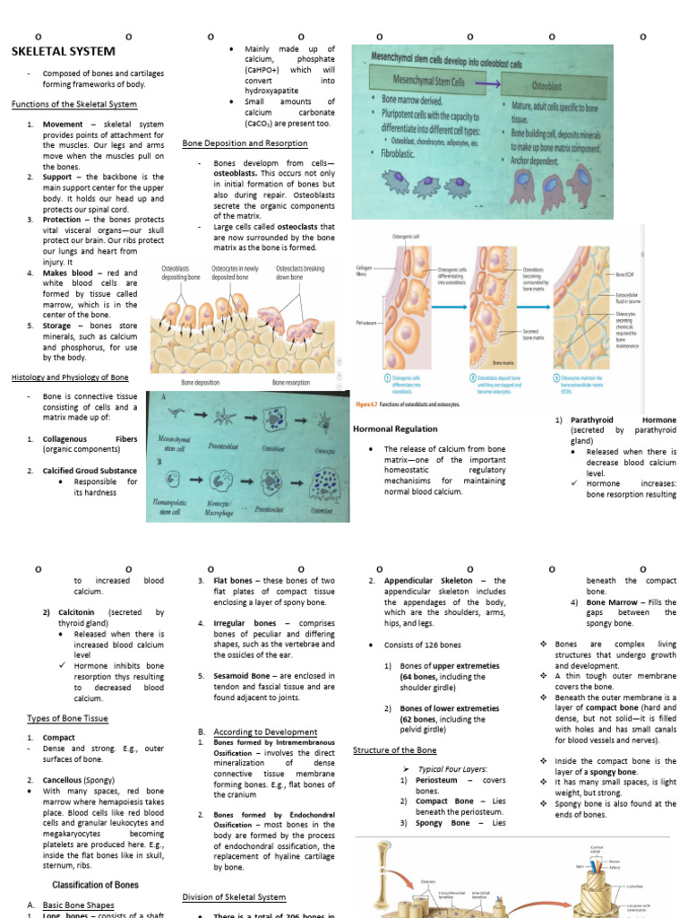 AnaPhy Skeletal System | PDF