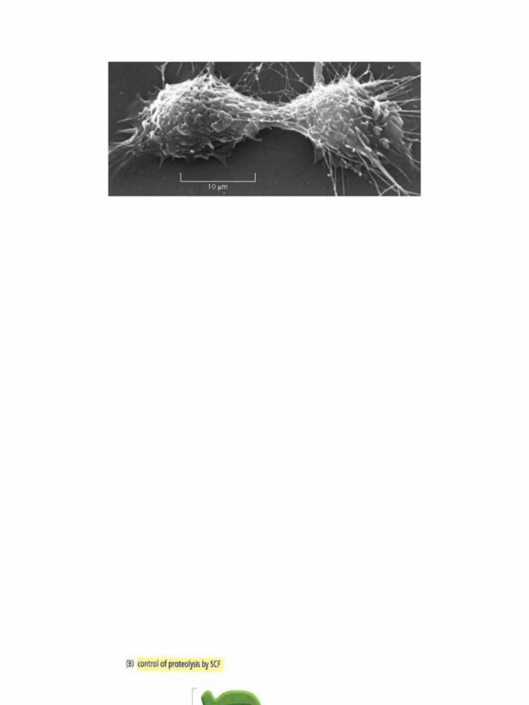 14 Cell Cycle Translate | PDF