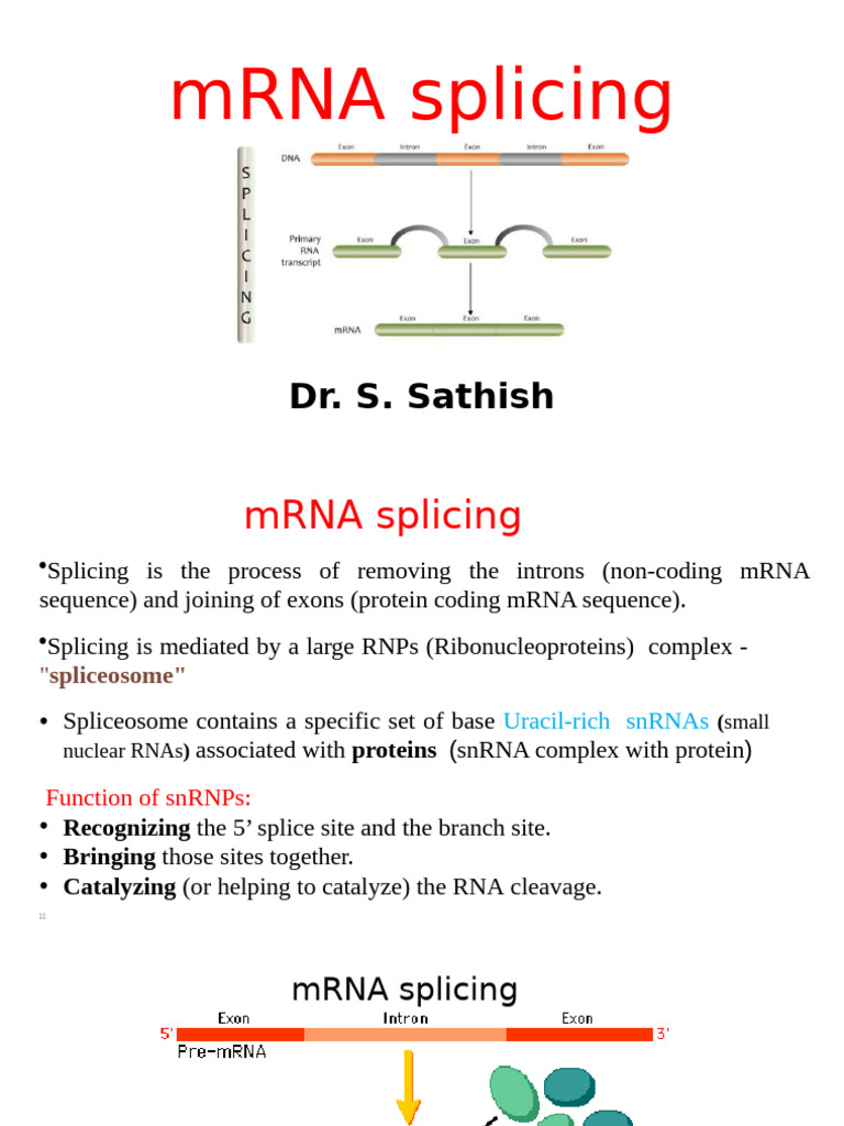 mRNA Splicing - Self Splicing Introns | PDF