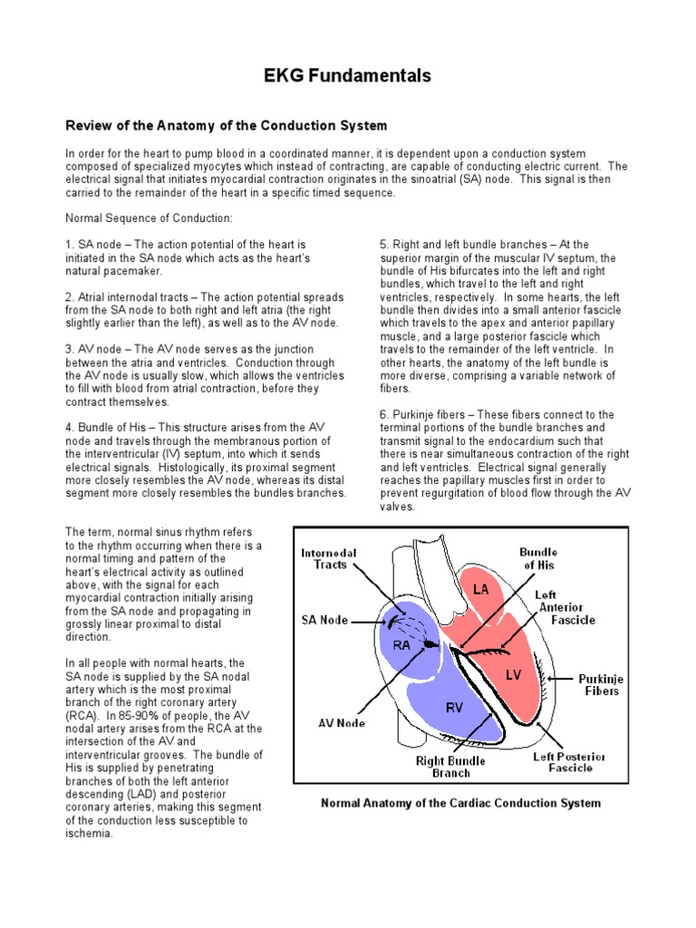 EKG Basics Handout | PDF | Electrocardiography | Atrium (Heart)