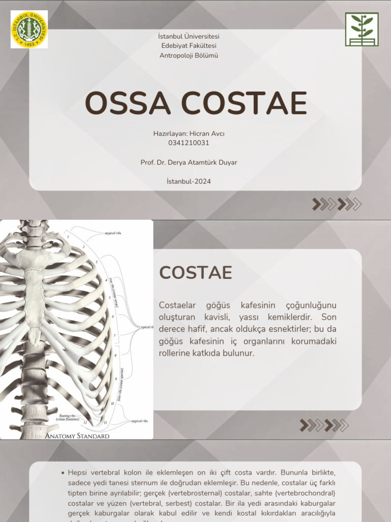 Ossa Costae | PDF