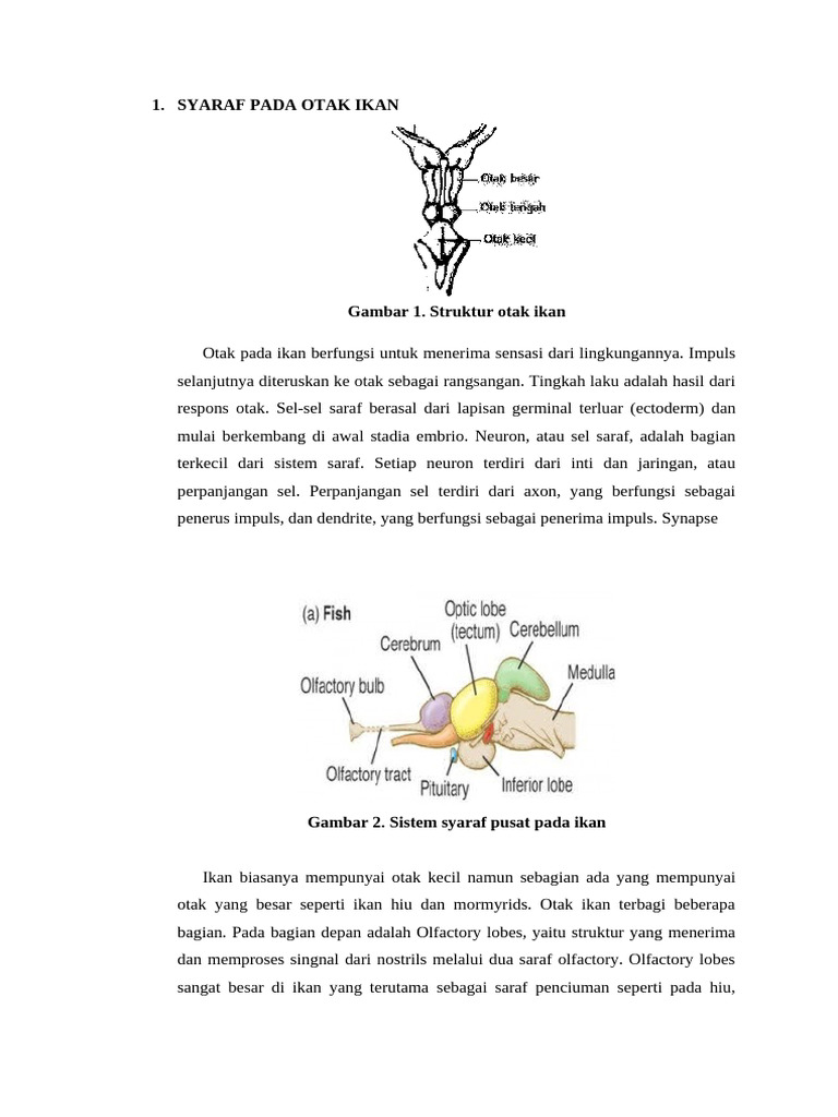 Syaraf Pada Ikan | PDF