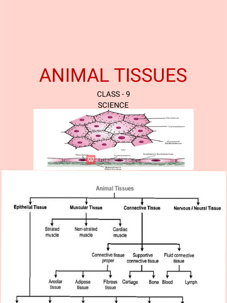 Animal Tissues | PDF