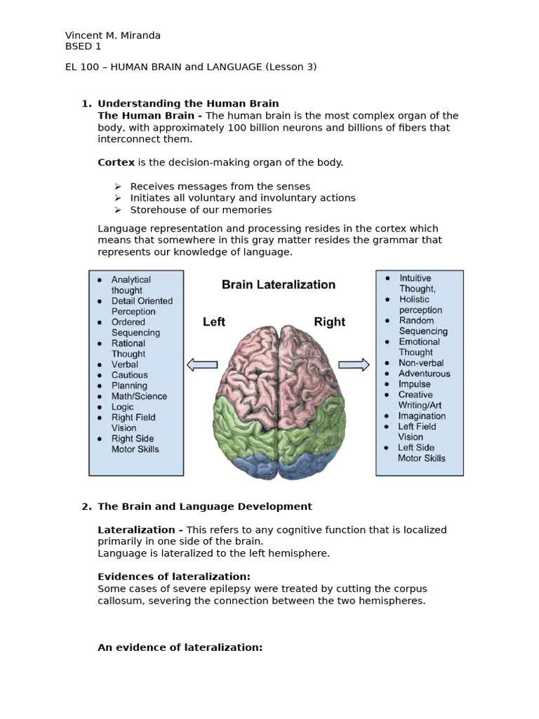 EL 100 - Human Brain (Lesson 3) | PDF