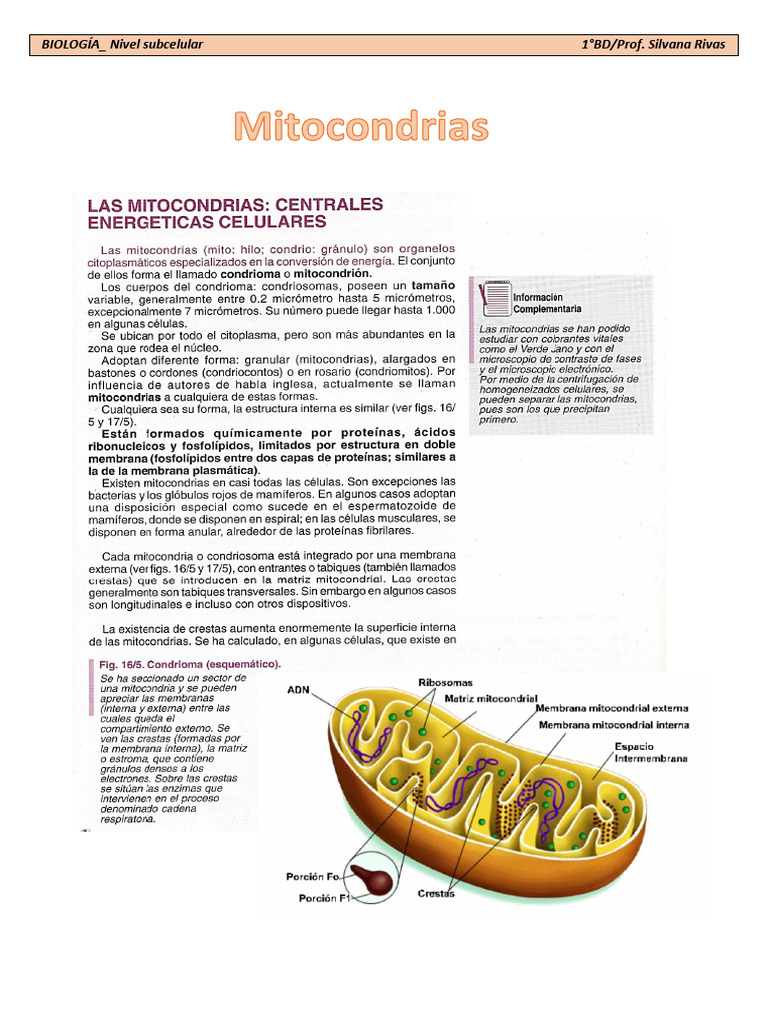 Nivel Subcelular - Mitocondria y Cloroplasto | PDF