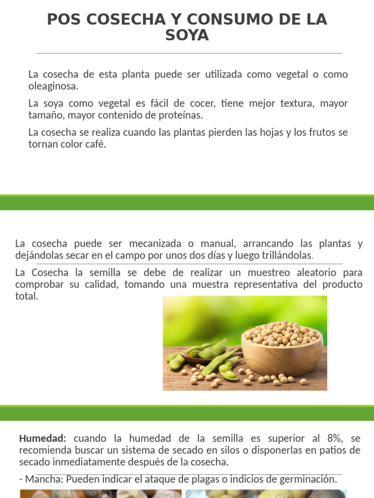 Poscosecha y Consumo de La Soya | PDF