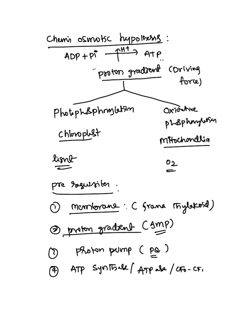 Chemi Osmosis, Red Drop Effect, Emerson Enhancement Effect, Dark ...