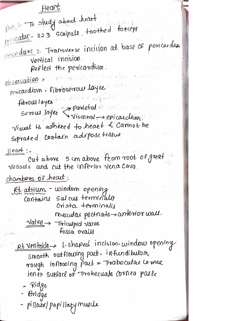 Anatomy Observation | PDF