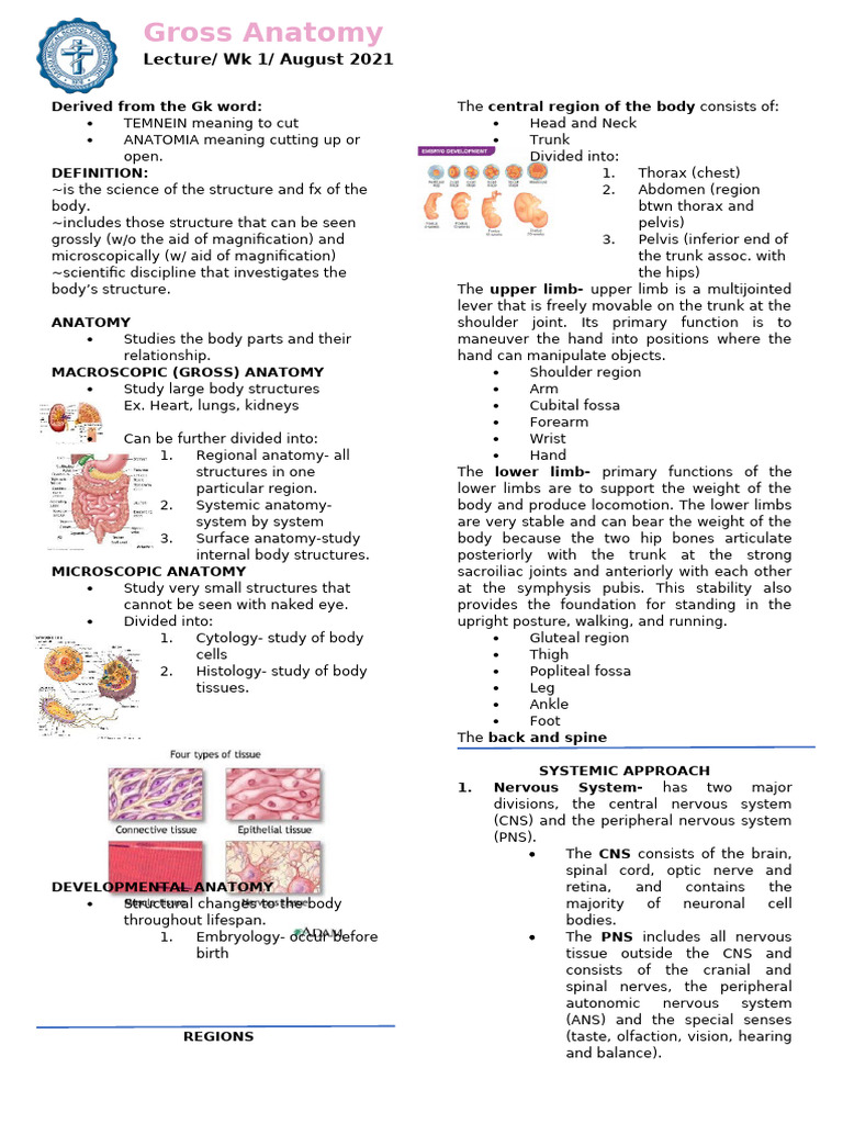 TRANSES (Gross Anatomy Lecture) | PDF